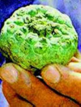 Peyote & Mescaline | Mono County California