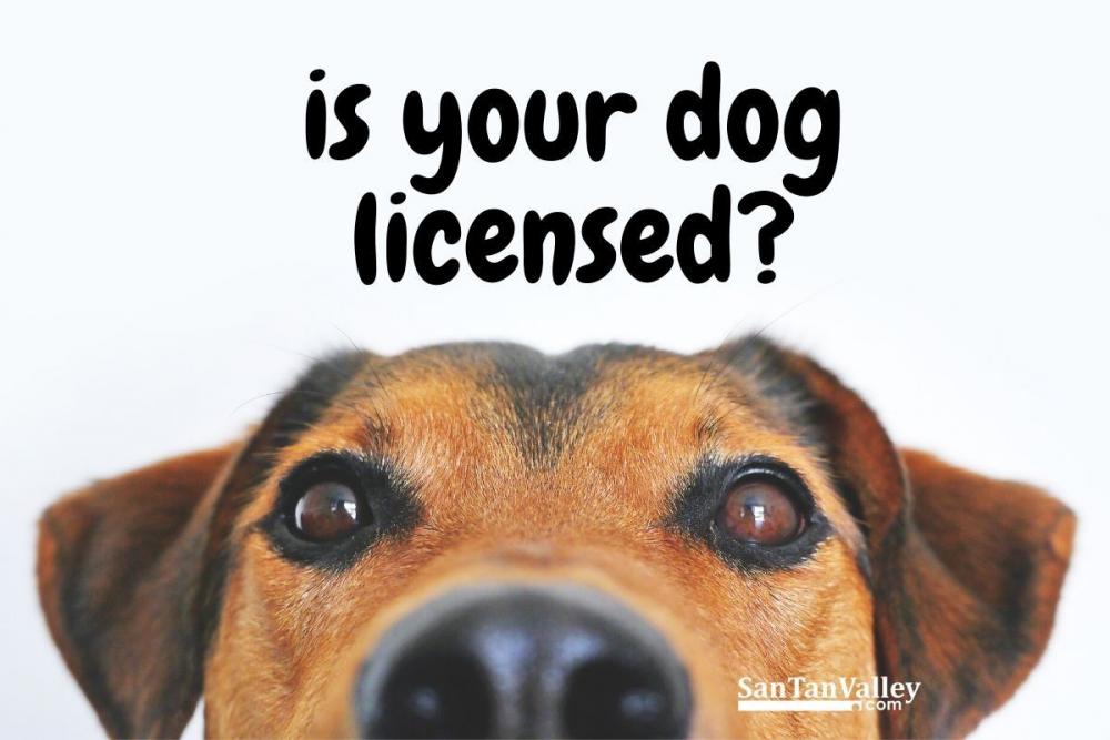 Dog Licensing | Mono County California