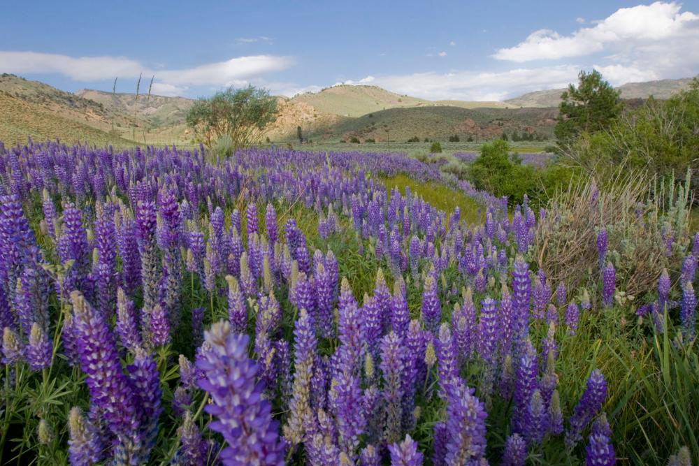 Coleville & Walker | Mono County California